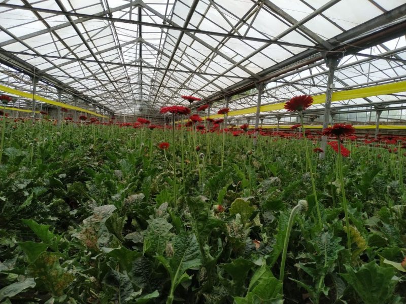 Կրած վնասներն ահռելի են. ամեն մեկն իր ջերմոցի կողքին տեղ ունի ...